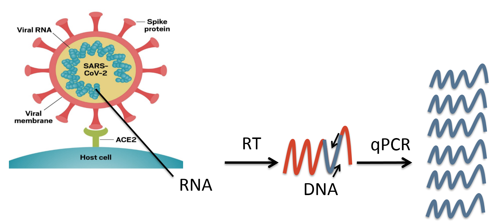 O que é a técnica de RT-qPCR para detecção dos casos de COVID-19?